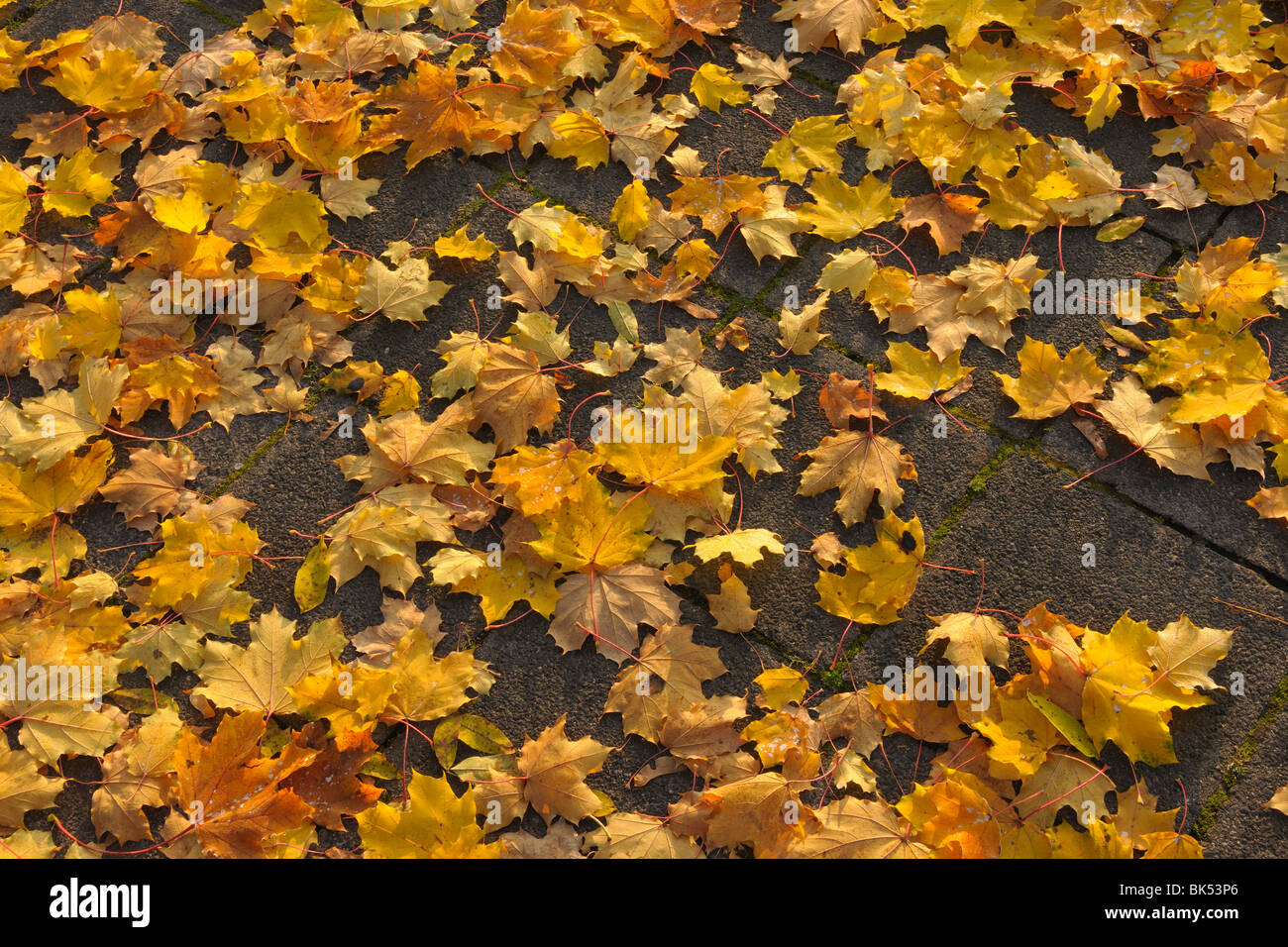 Plant maples fall hi-res stock photography and images - Alamy