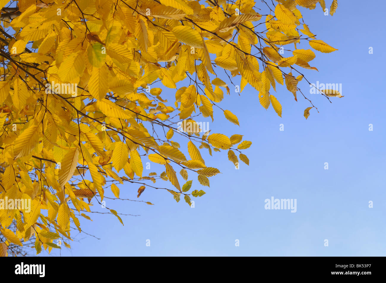 Autumn colours hornbeam carpinus betulus hi-res stock photography and ...