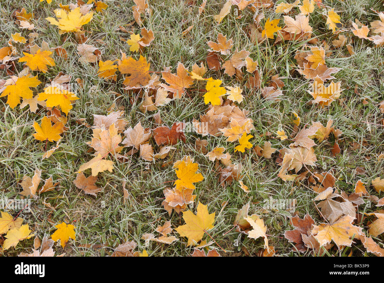 Maple Leaves, Fall Stock Photo - Alamy