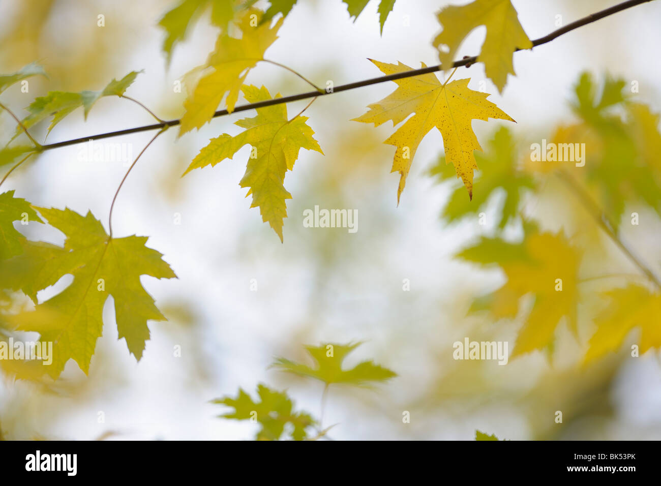 Dying plant stages hi-res stock photography and images - Alamy