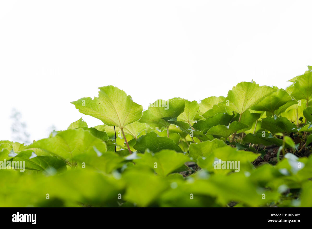 Greenery on Wall Stock Photo - Alamy