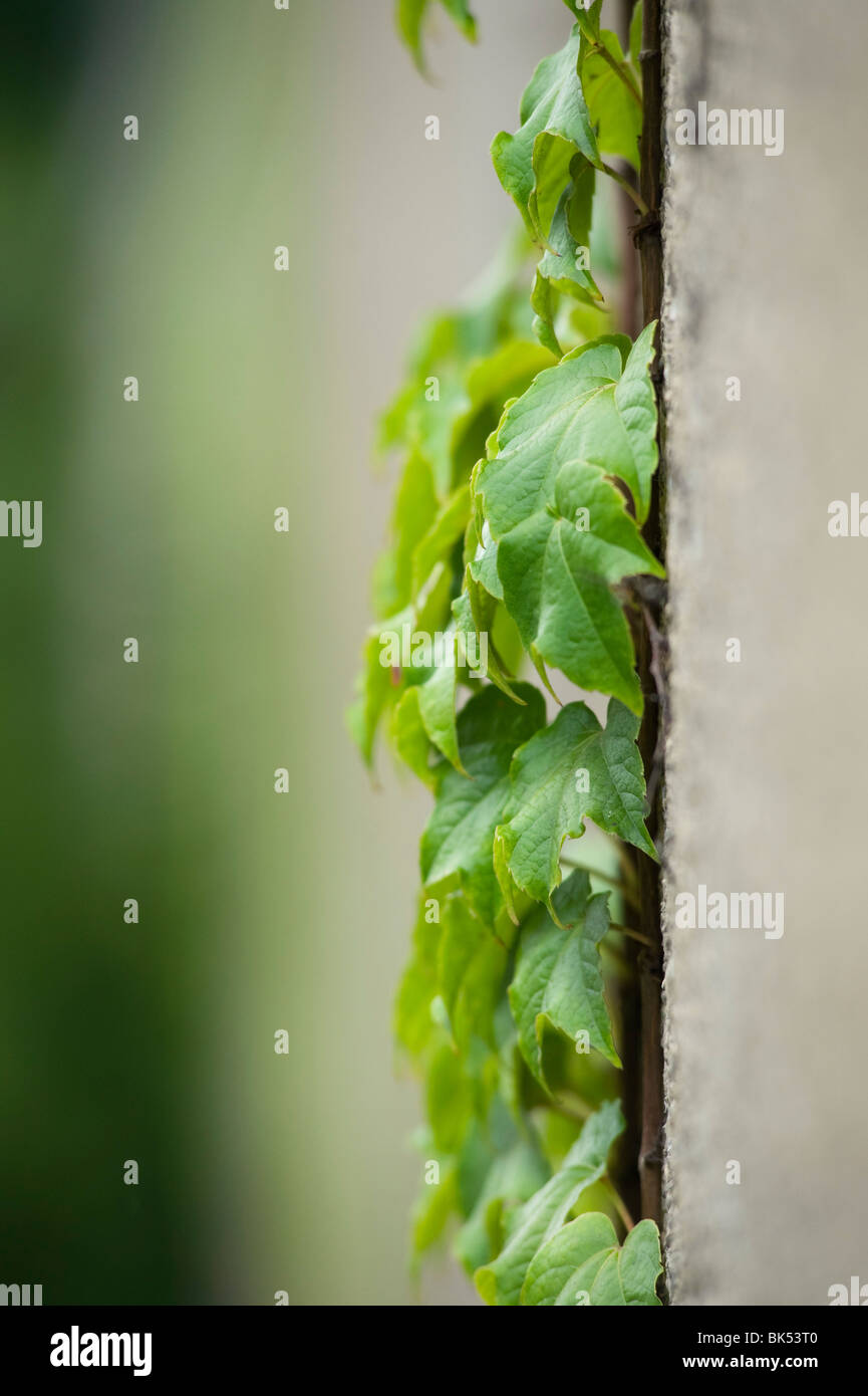 Ivy on Wall Stock Photo - Alamy