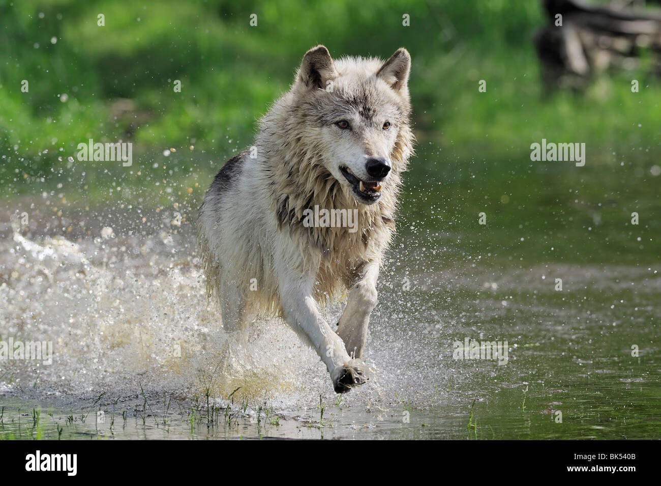 Gray wolf running water hi-res stock photography and images - Alamy
