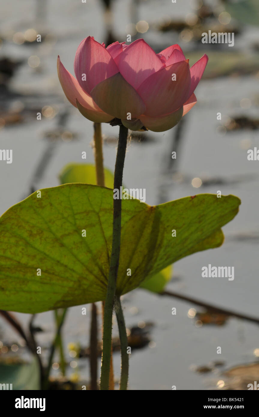 The red lotus with big leaf in lake Stock Photo - Alamy