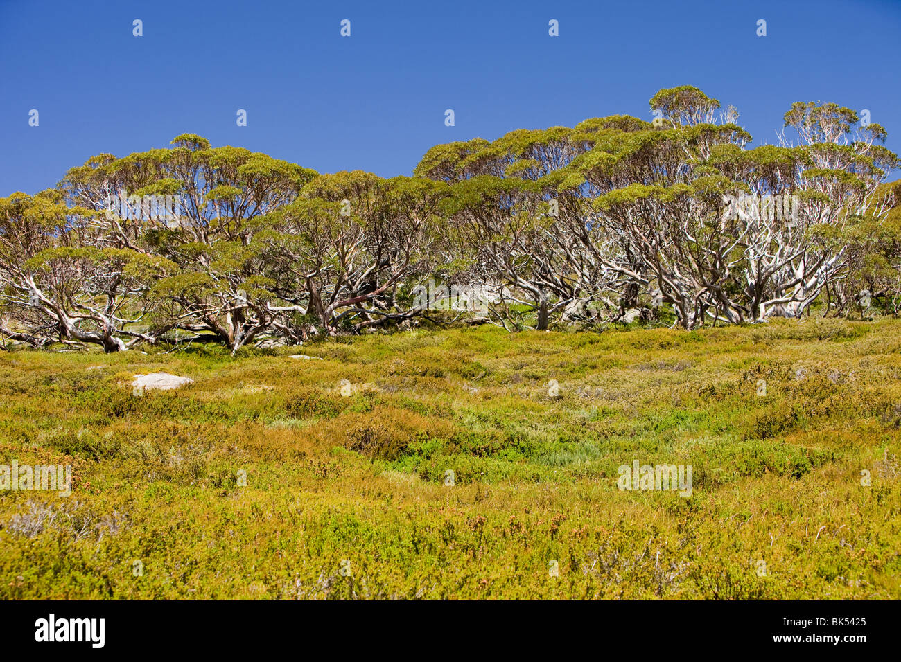 Gnarled gum tree new south hi-res stock photography and images - Alamy