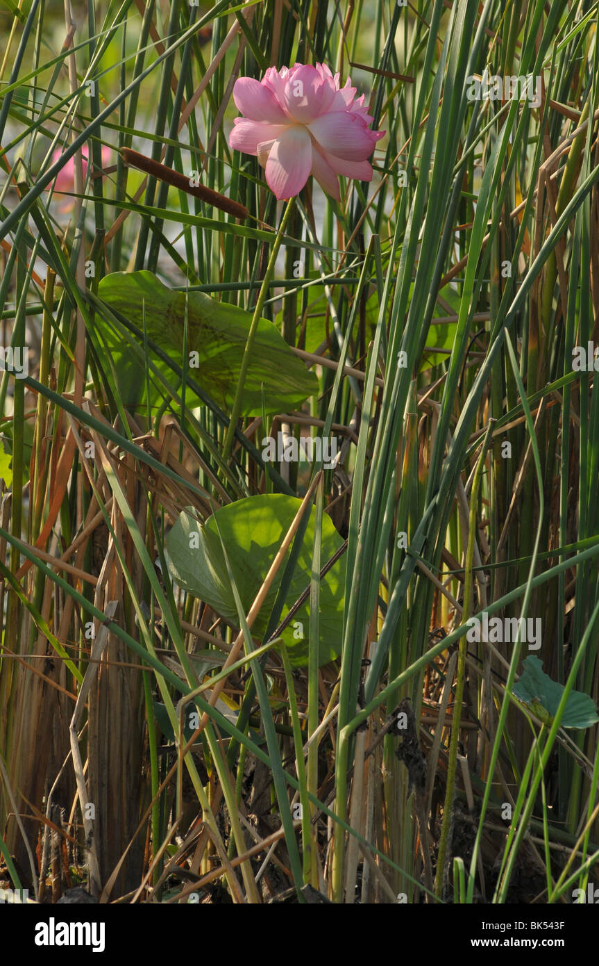 Th blue lotus standing among the big plant weeds Stock Photo - Alamy