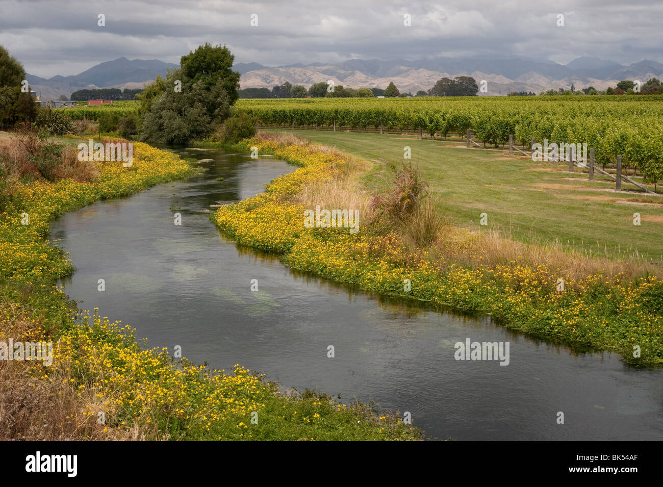 Blenheim, South Island, New Zealand Stock Photo - Alamy