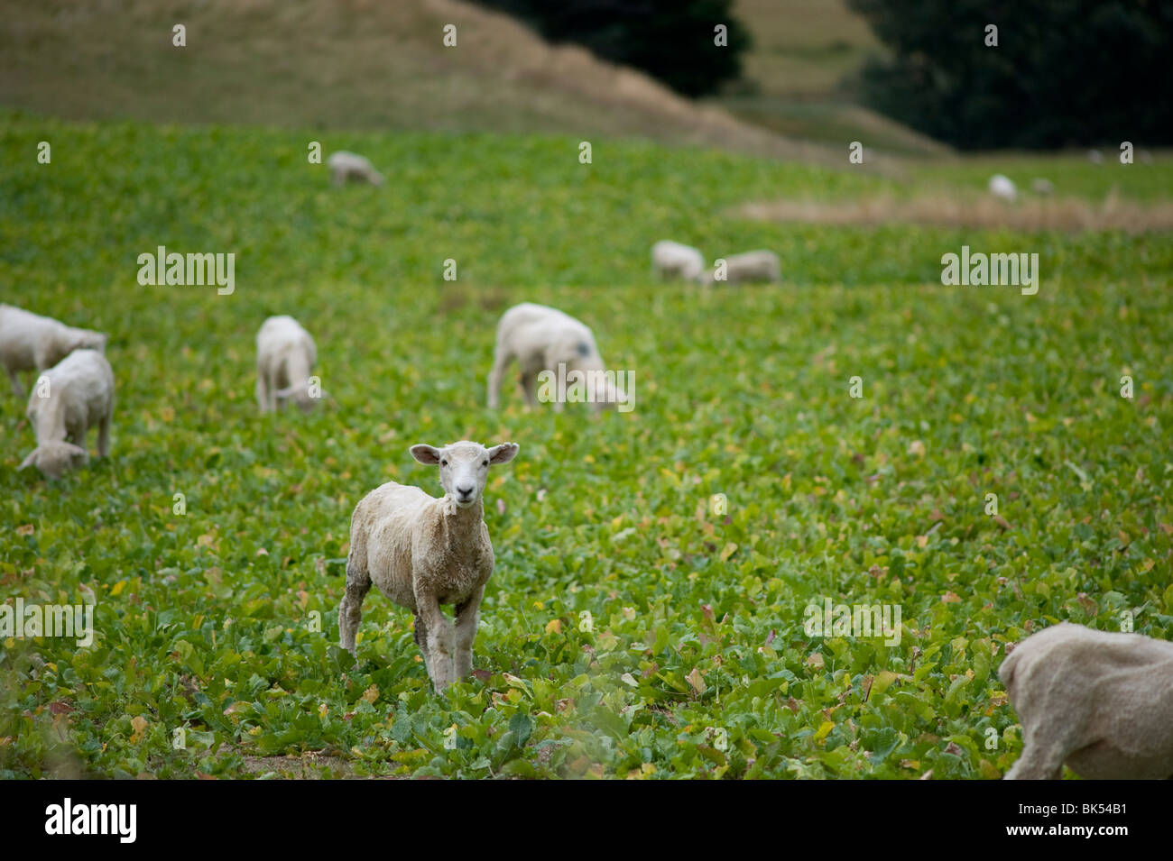 Sheep, South Island, New Zealand Stock Photo - Alamy