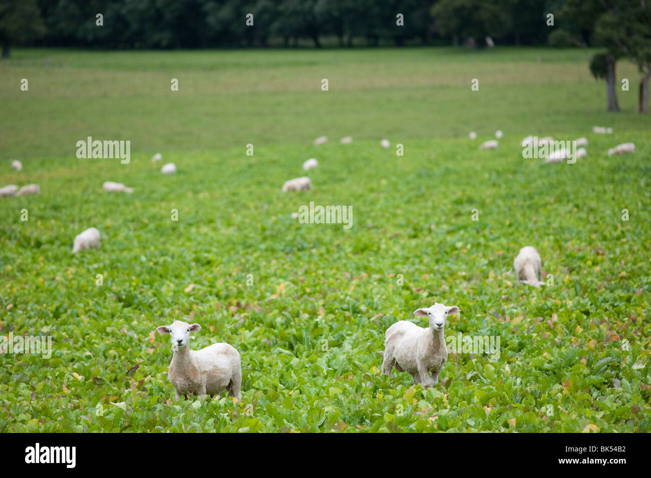 Sheep, South Island, New Zealand Stock Photo - Alamy