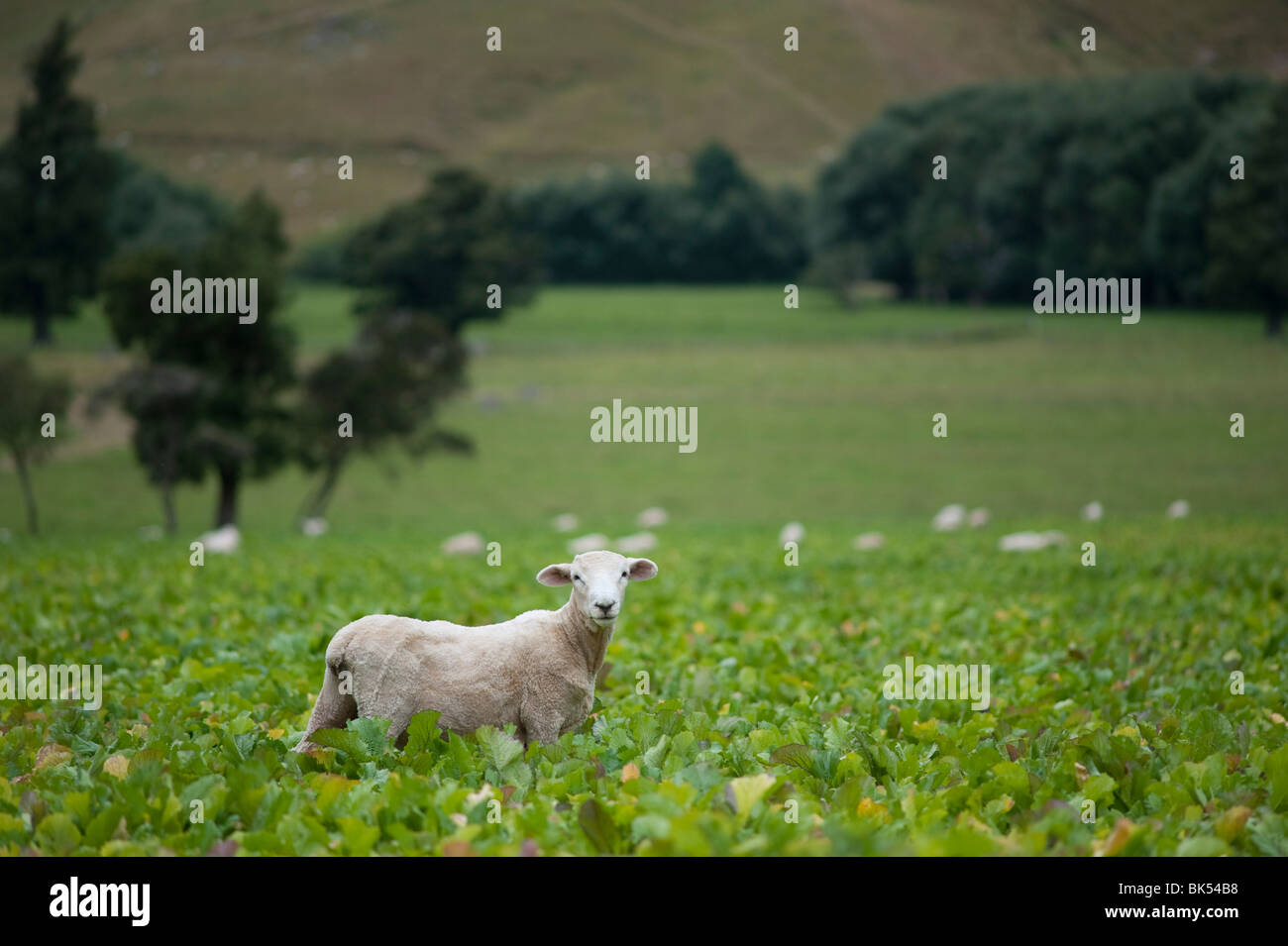 Sheep, South Island, New Zealand Stock Photo - Alamy