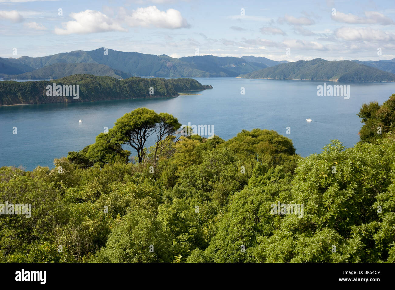 Motuara Island Bird Sanctuary, Queen Charlotte Sound, South Island, New ...