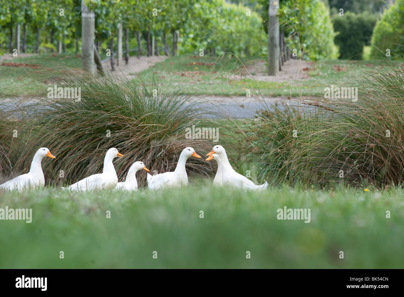 New zealand geese hi-res stock photography and images - Alamy