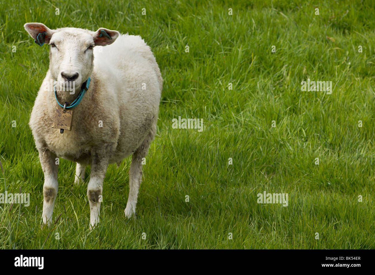 Open space field with one close sheep hi-res stock photography and ...