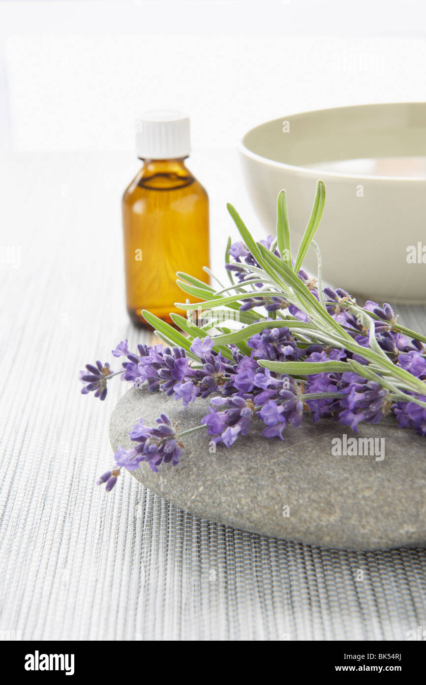 Lavender without flowers hi-res stock photography and images - Alamy
