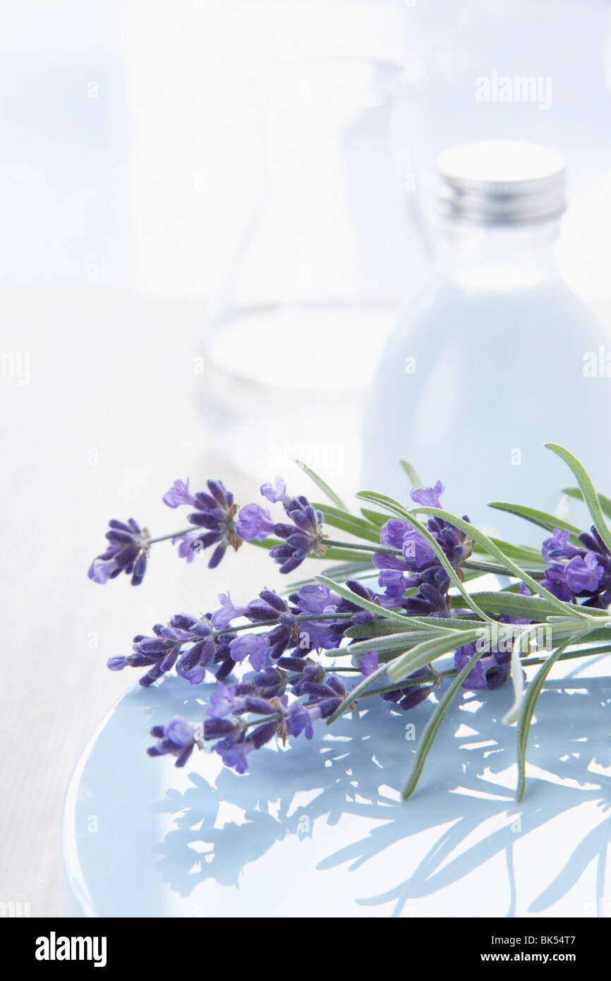 Lavender without flowers hi-res stock photography and images - Alamy