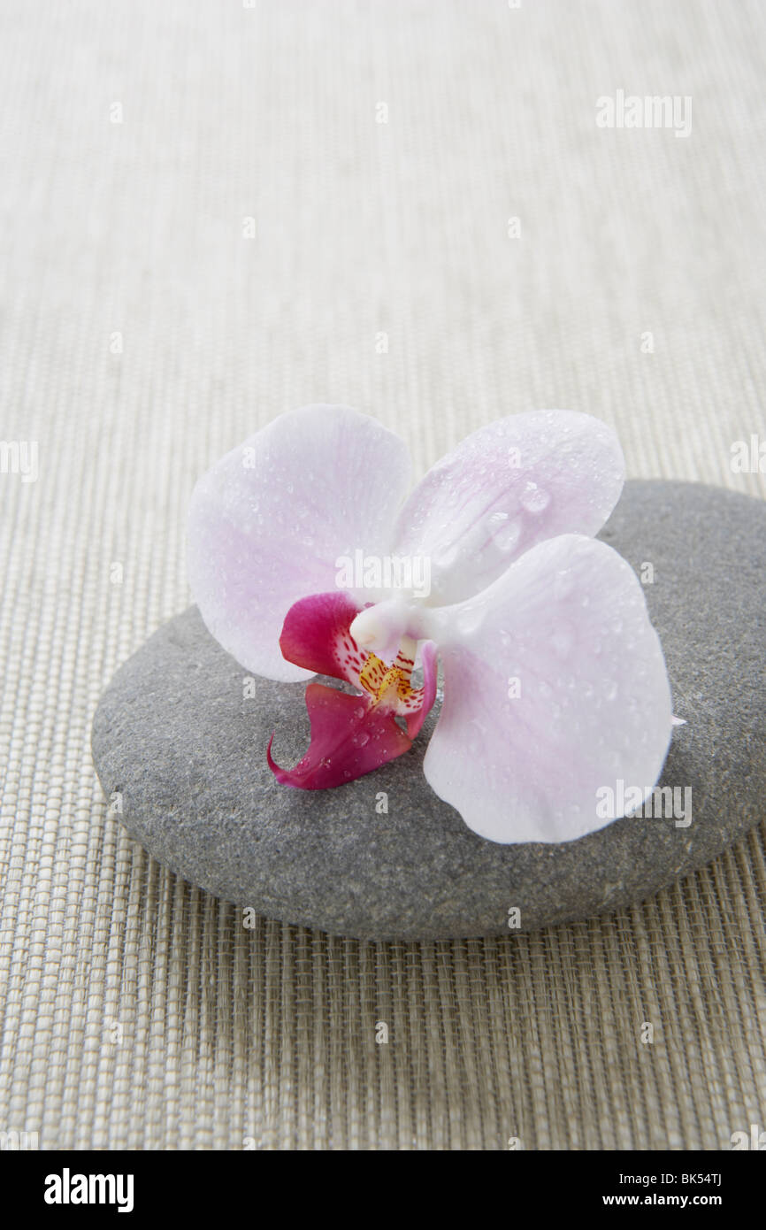 Orchid and Stone Stock Photo - Alamy