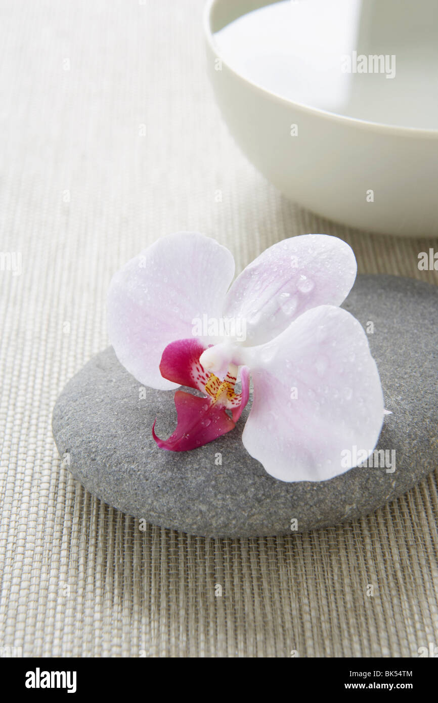 Detailed orchid close up shot hi-res stock photography and images - Alamy