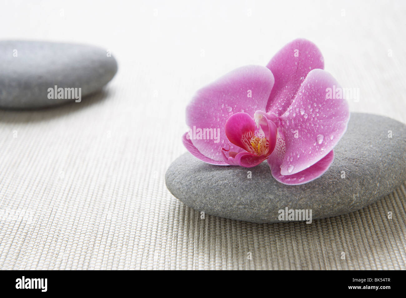 Orchid and Stones Stock Photo - Alamy