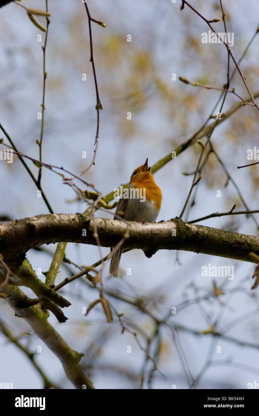 Uk robin hi-res stock photography and images - Alamy