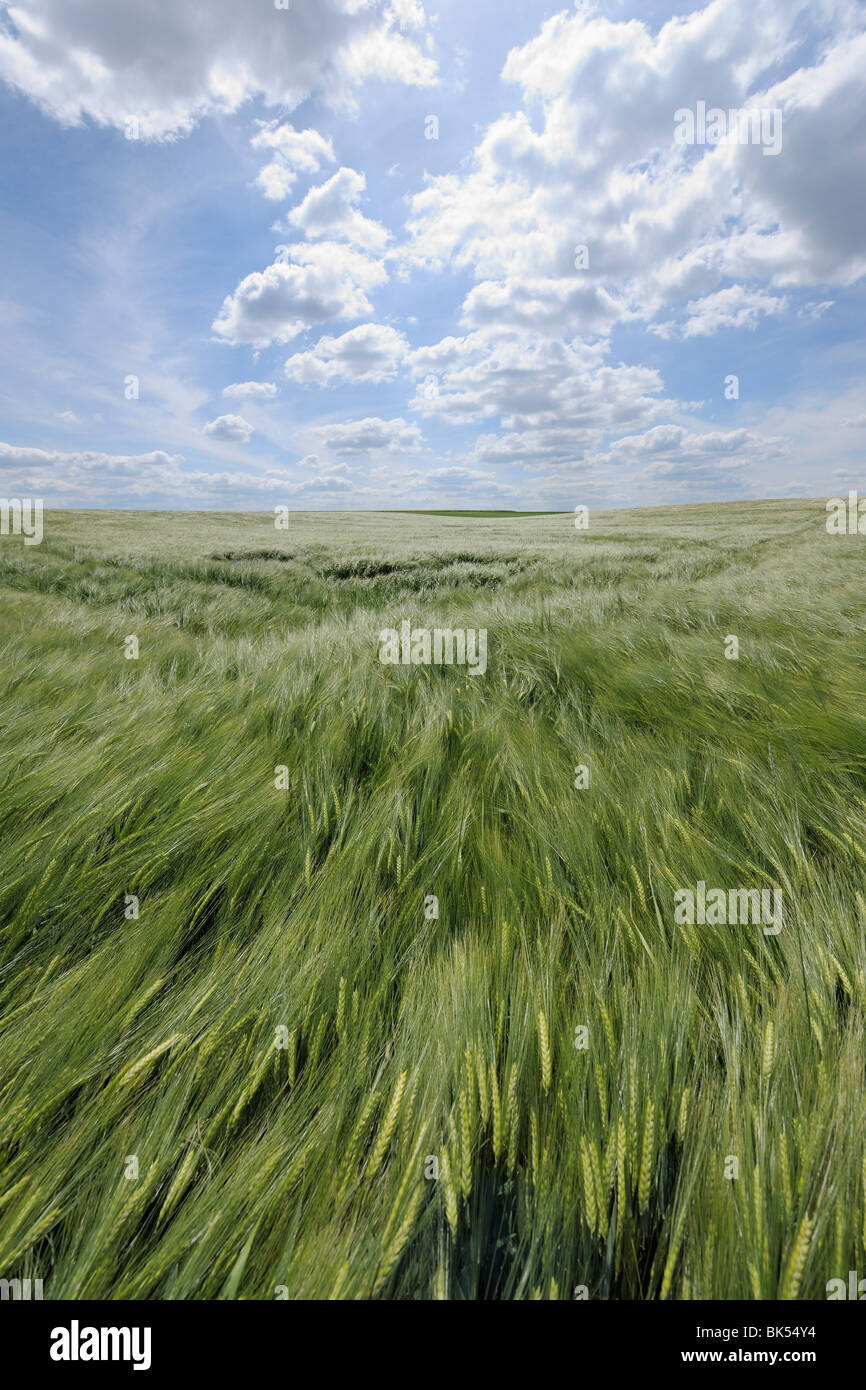 Barley Field, Alzey, Alzey-Worms, Rhineland-Palatinate, Germany Stock ...