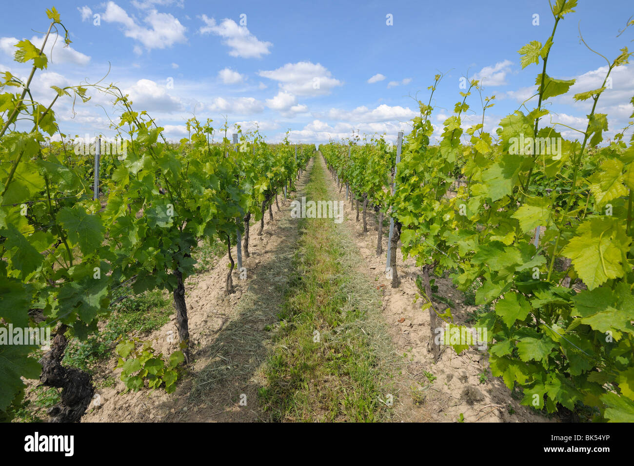Worms, rhineland palatinate, germany hi-res stock photography and ...