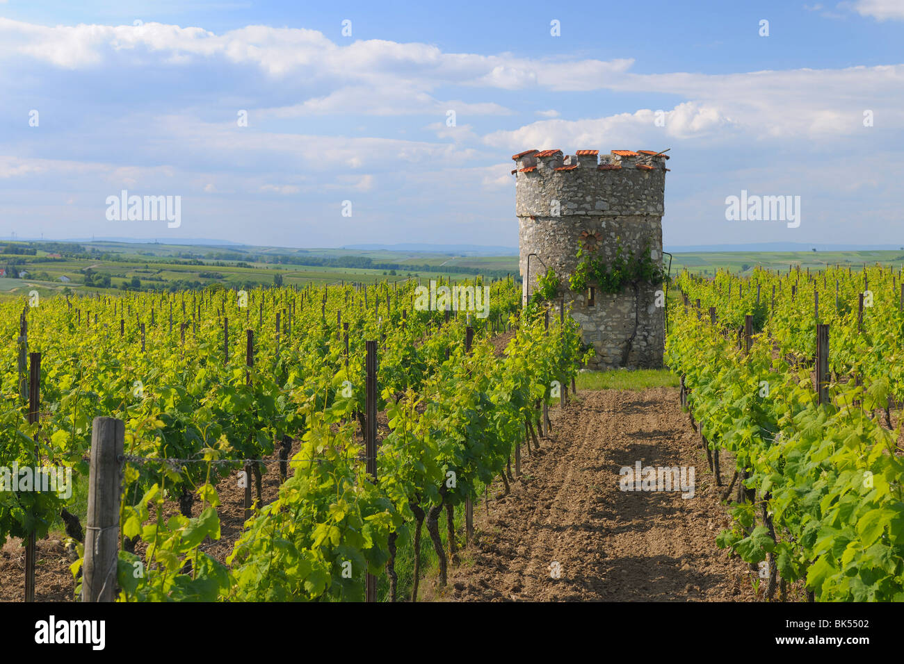 Vineyard and Old Castle Tower, Ober-Florsheim, Alzey-Worms, Rhineland ...