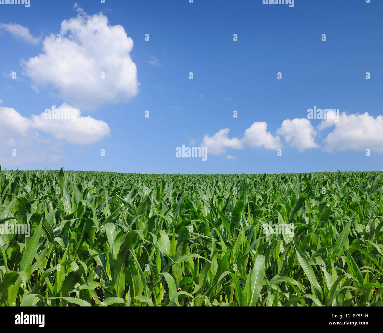 Corn, Franconia, Bavaria, Germany Stock Photo - Alamy