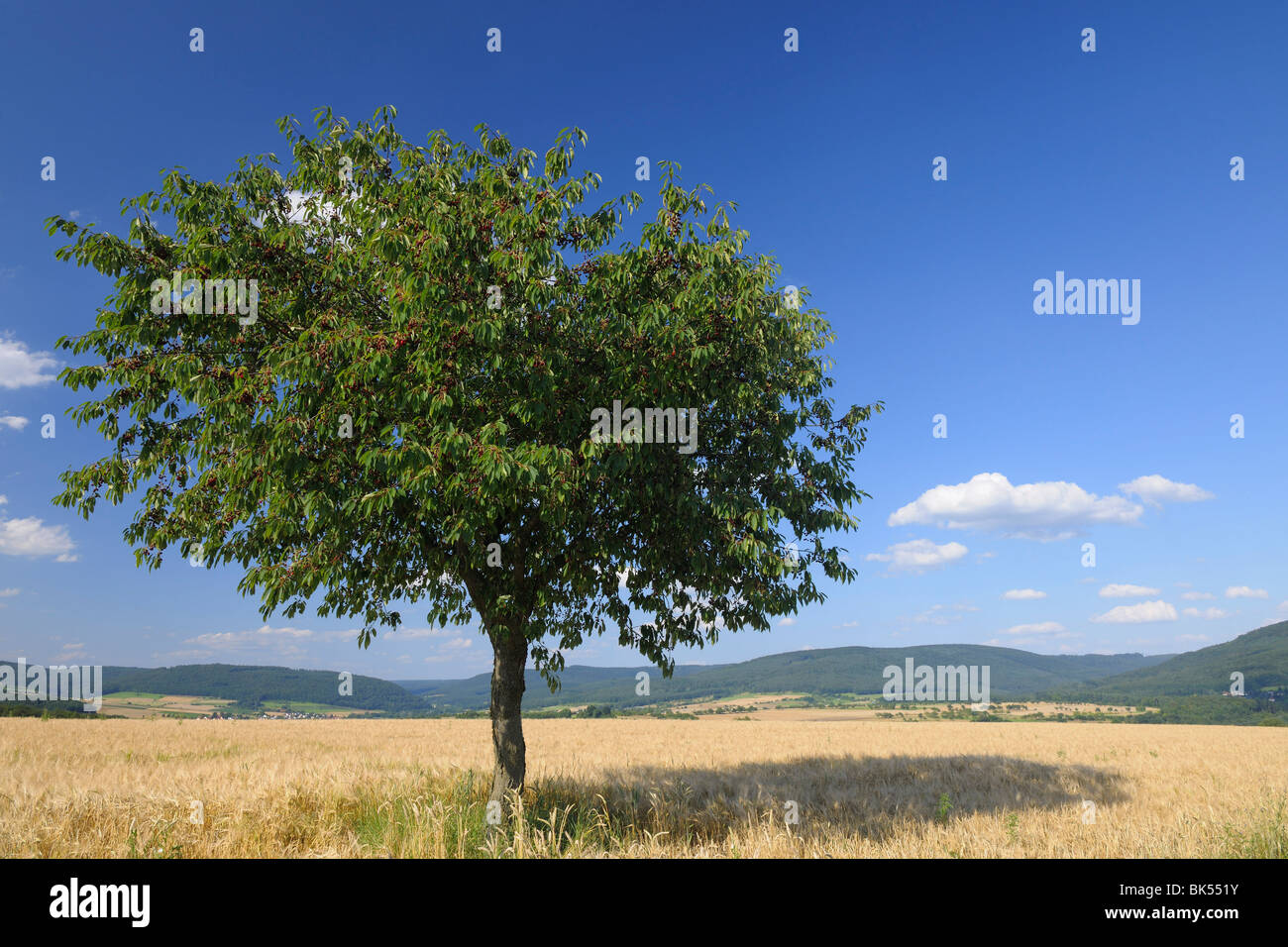 Barley Field and Cherry Tree, Franconia, Bavaria, Germany Stock Photo ...