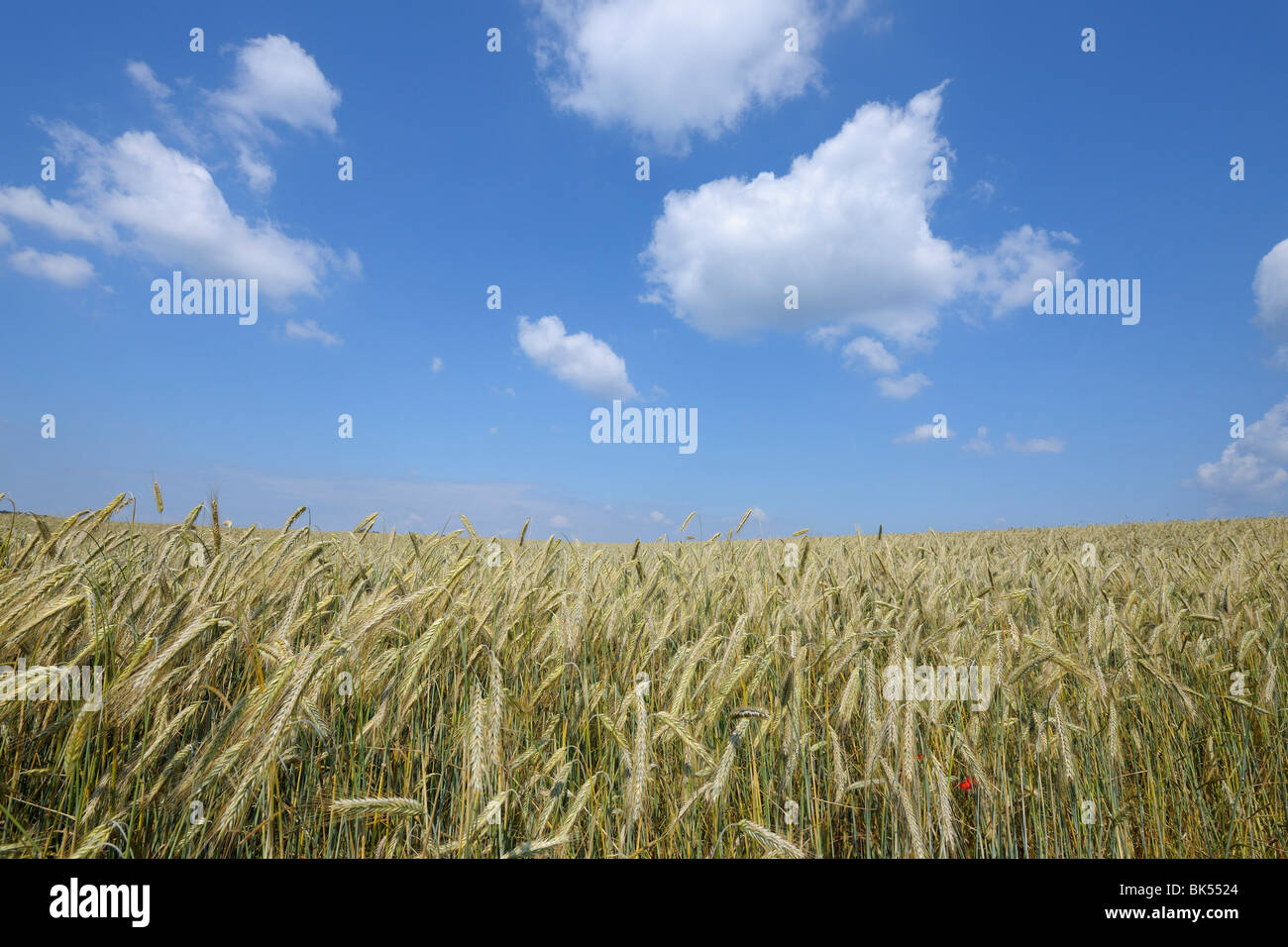 Big rye field hi-res stock photography and images - Alamy