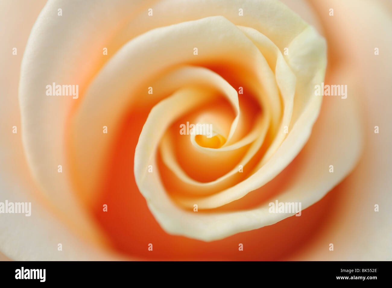 Detail of rose center hi-res stock photography and images - Alamy