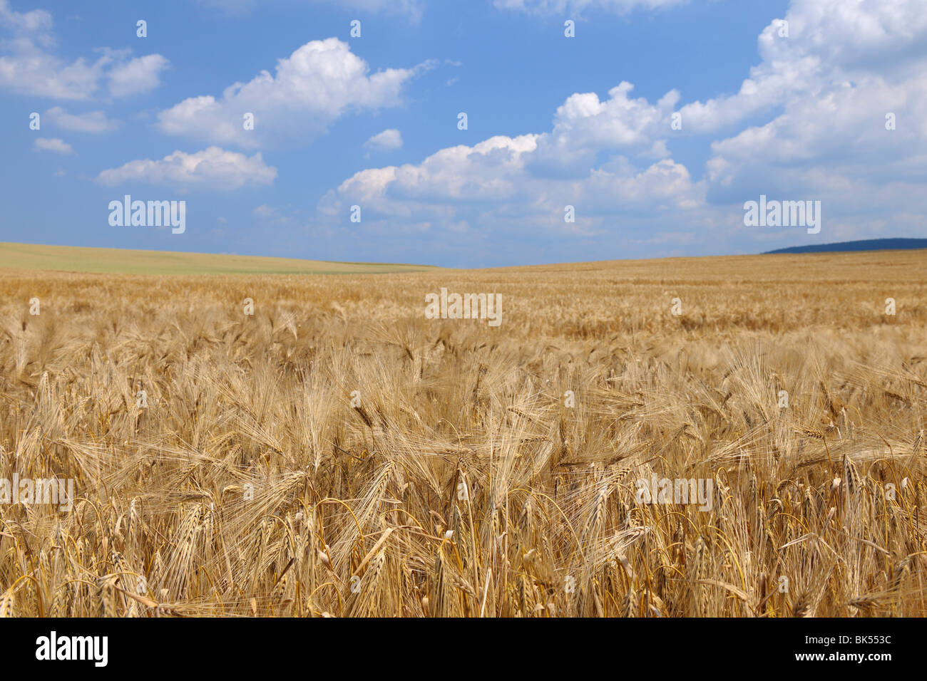 Barley Field, Franconia, Bavaria, Germany Stock Photo - Alamy