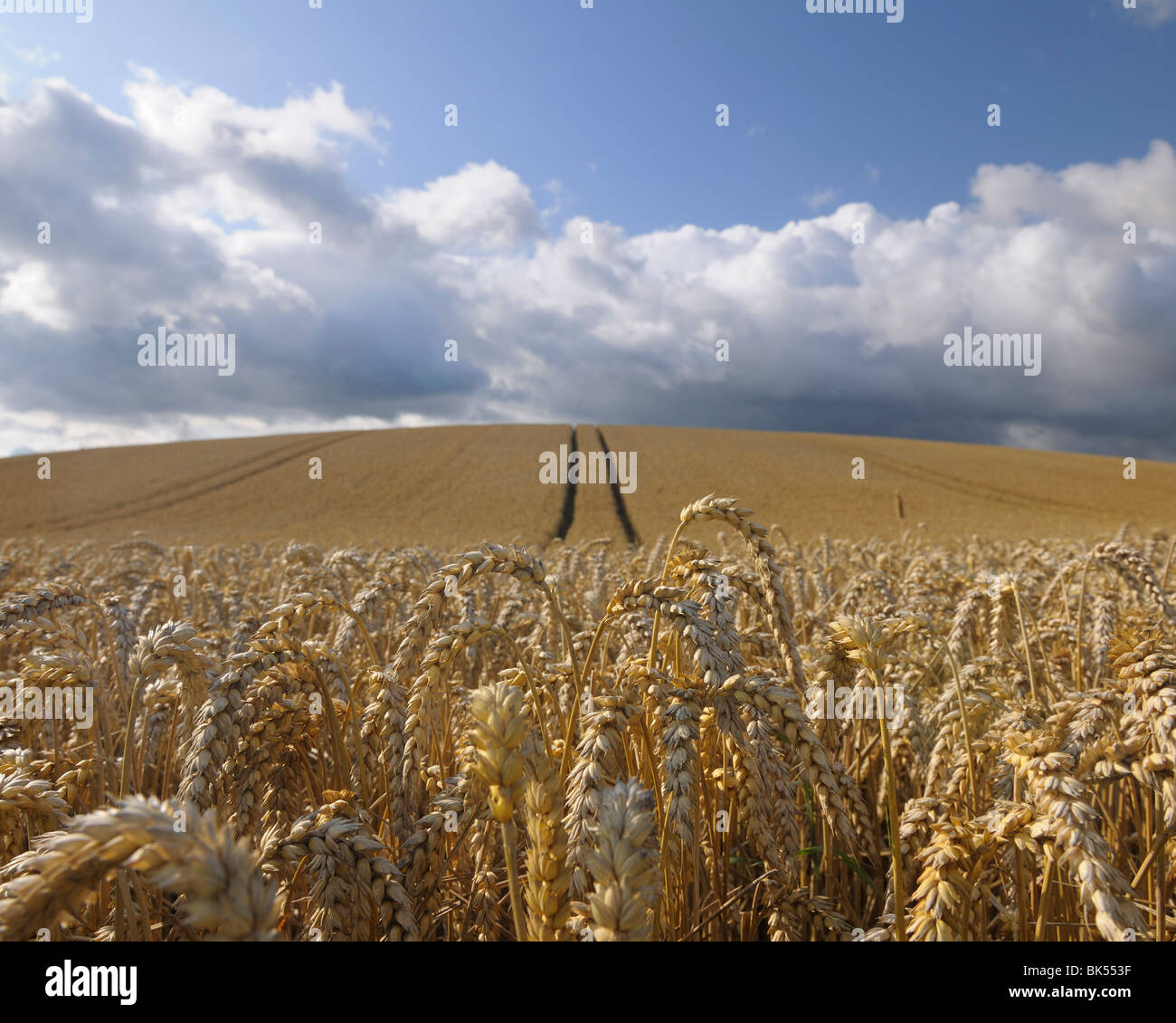 Wheat Field, Hesse, Germany Stock Photo - Alamy