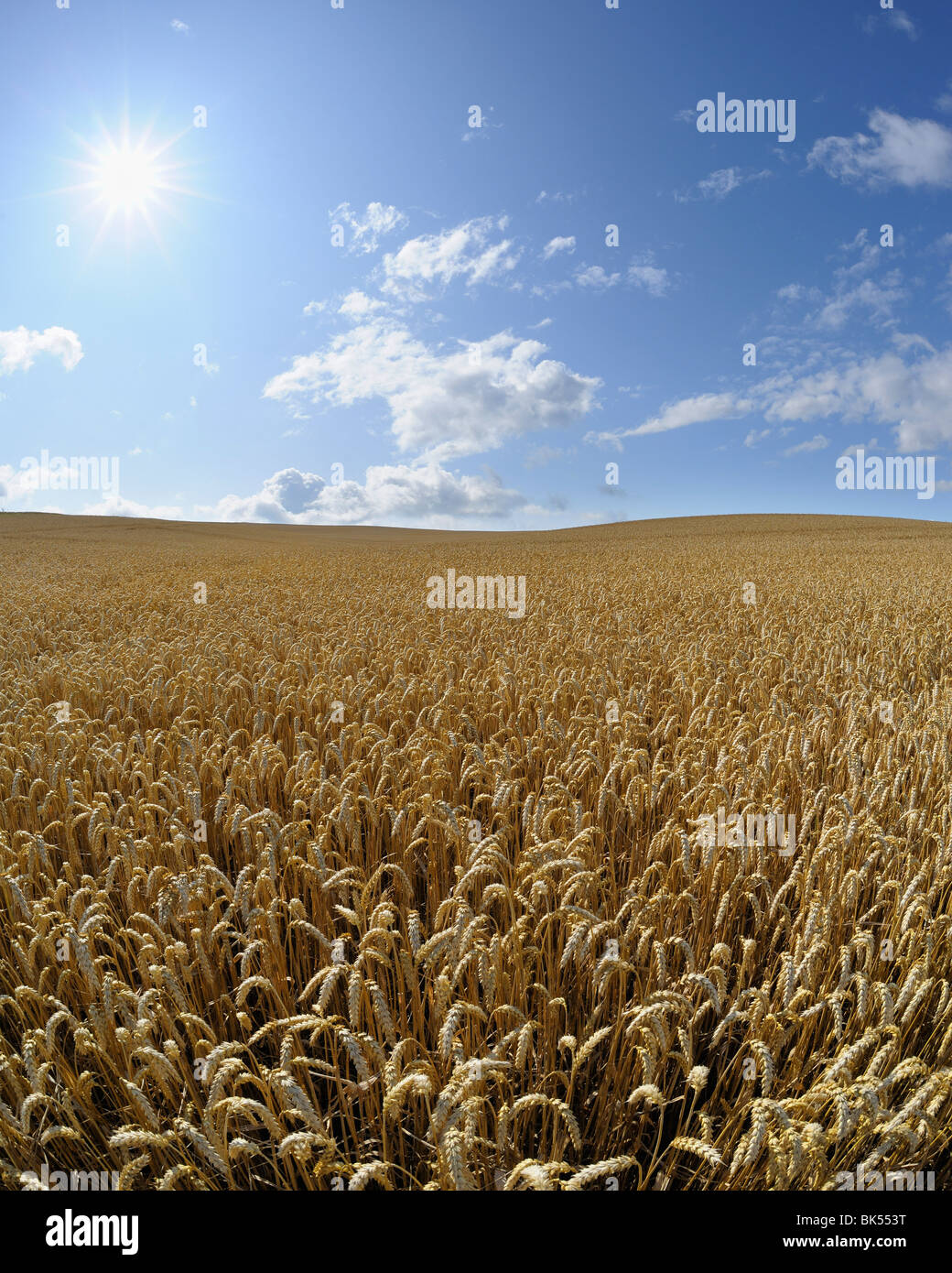 Wheat Field, Hesse, Germany Stock Photo - Alamy