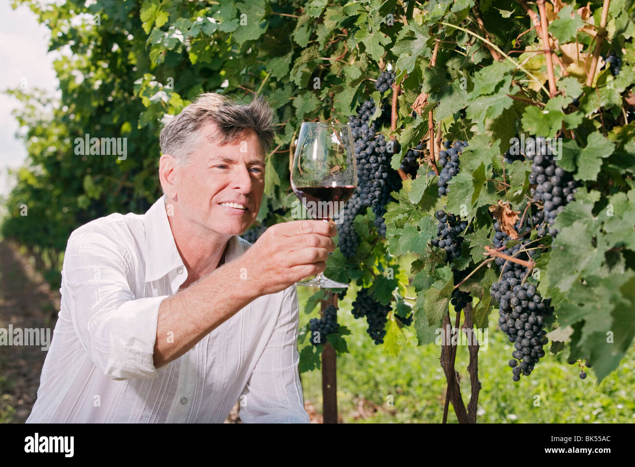 Man in Vineyard Examining a Glass of Wine Stock Photo - Alamy