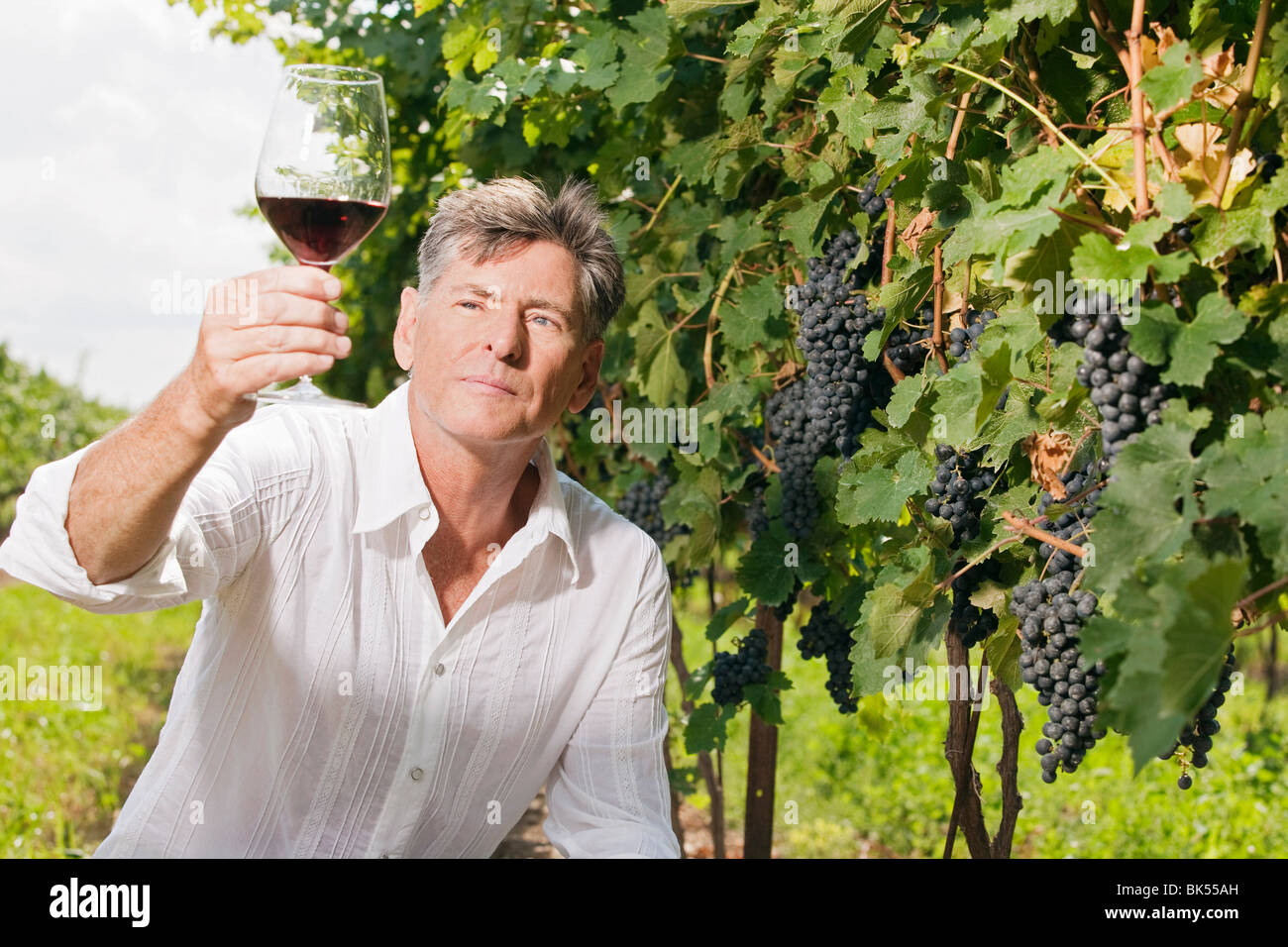Man in Vineyard Examining a Glass of Wine Stock Photo - Alamy