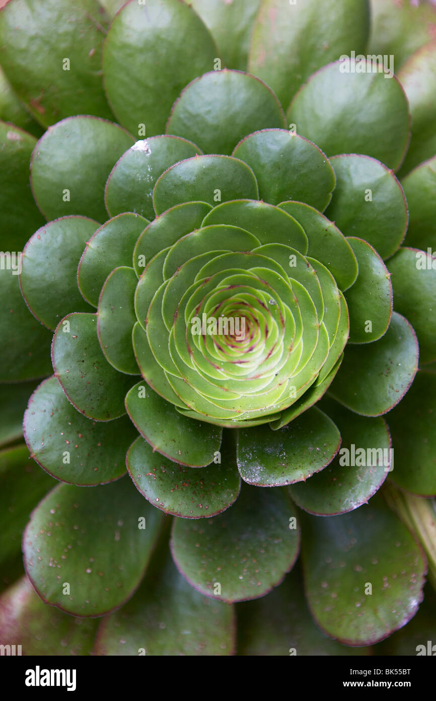 High centred bloom hi-res stock photography and images - Alamy