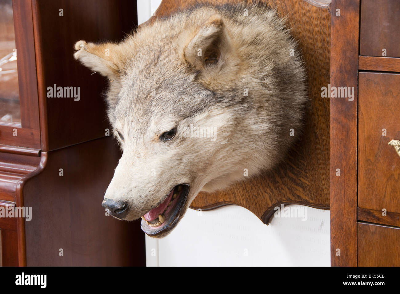 Wolf's Head Mounted on Wall Stock Photo - Alamy