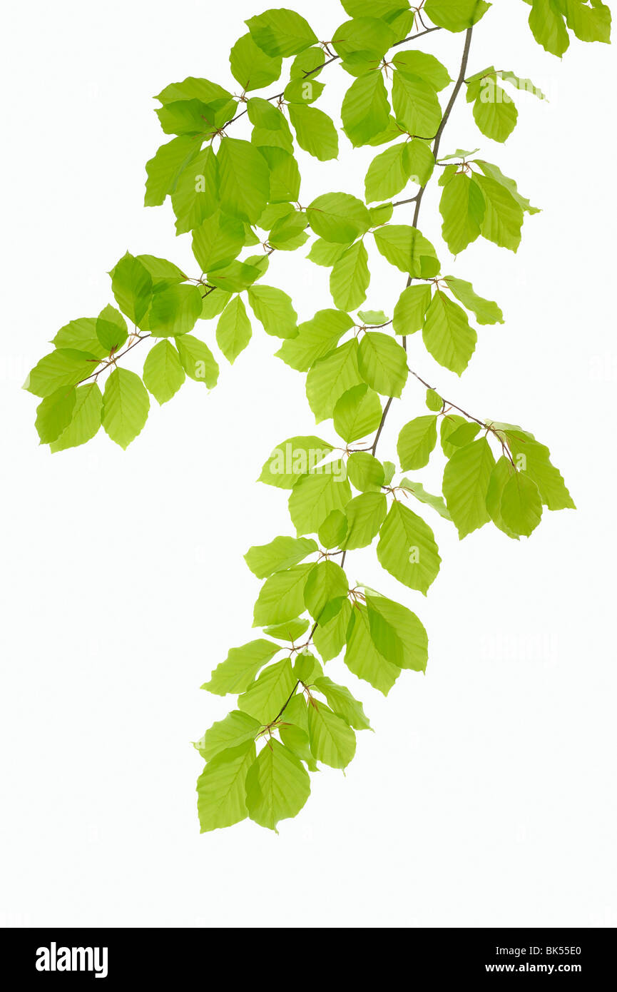 Branch of European Beech Stock Photo - Alamy