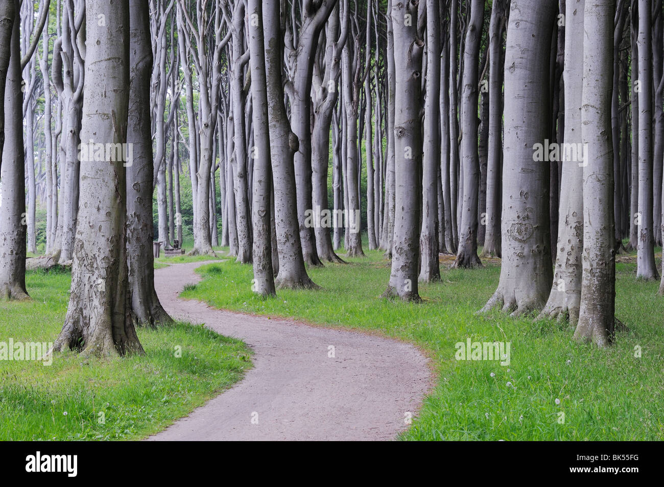 Beech Trees, West Pomerania, Mecklenburg-Vorpommern, Germany Stock ...