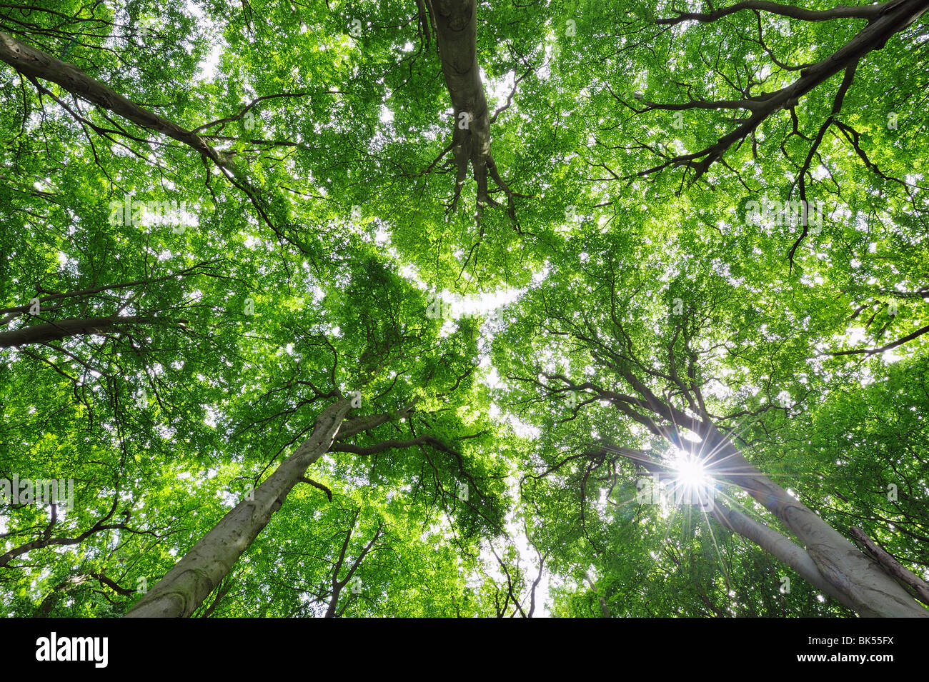 Looking up at Beech Trees, Mecklenburg-Vorpommern, Germany Stock Photo ...
