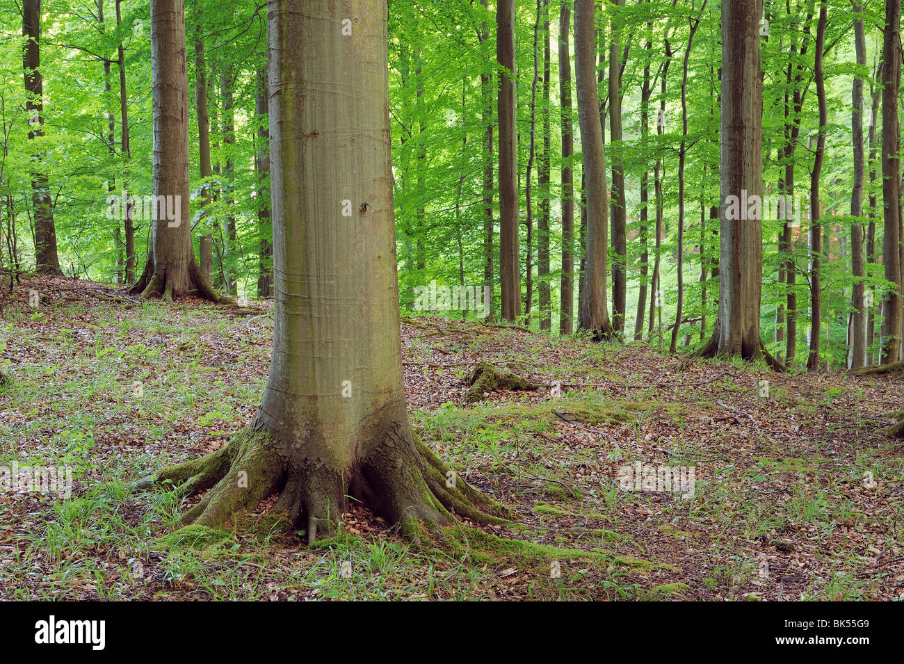 Forest of Beech Trees, Jasmund National Park, Ruegen Island ...
