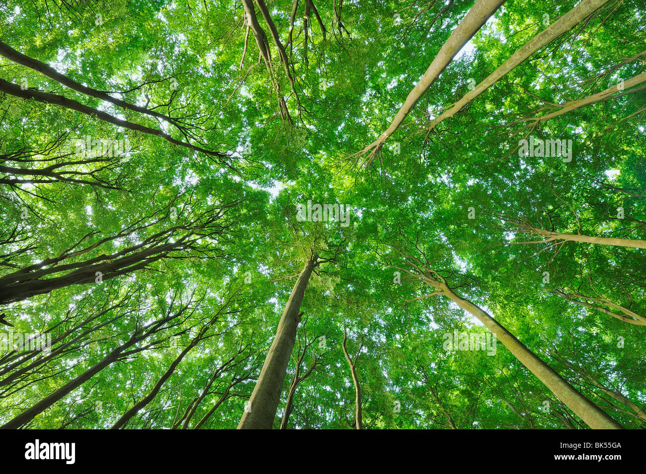 Looking up at Beech Trees, Jasmund National Park, Ruegen Island ...