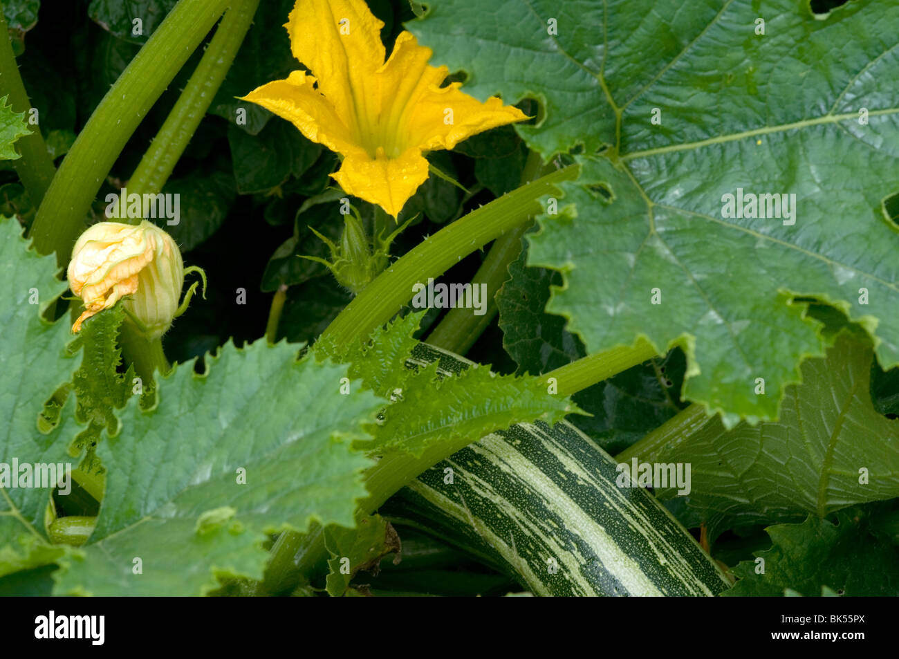 Small courgette hi-res stock photography and images - Alamy