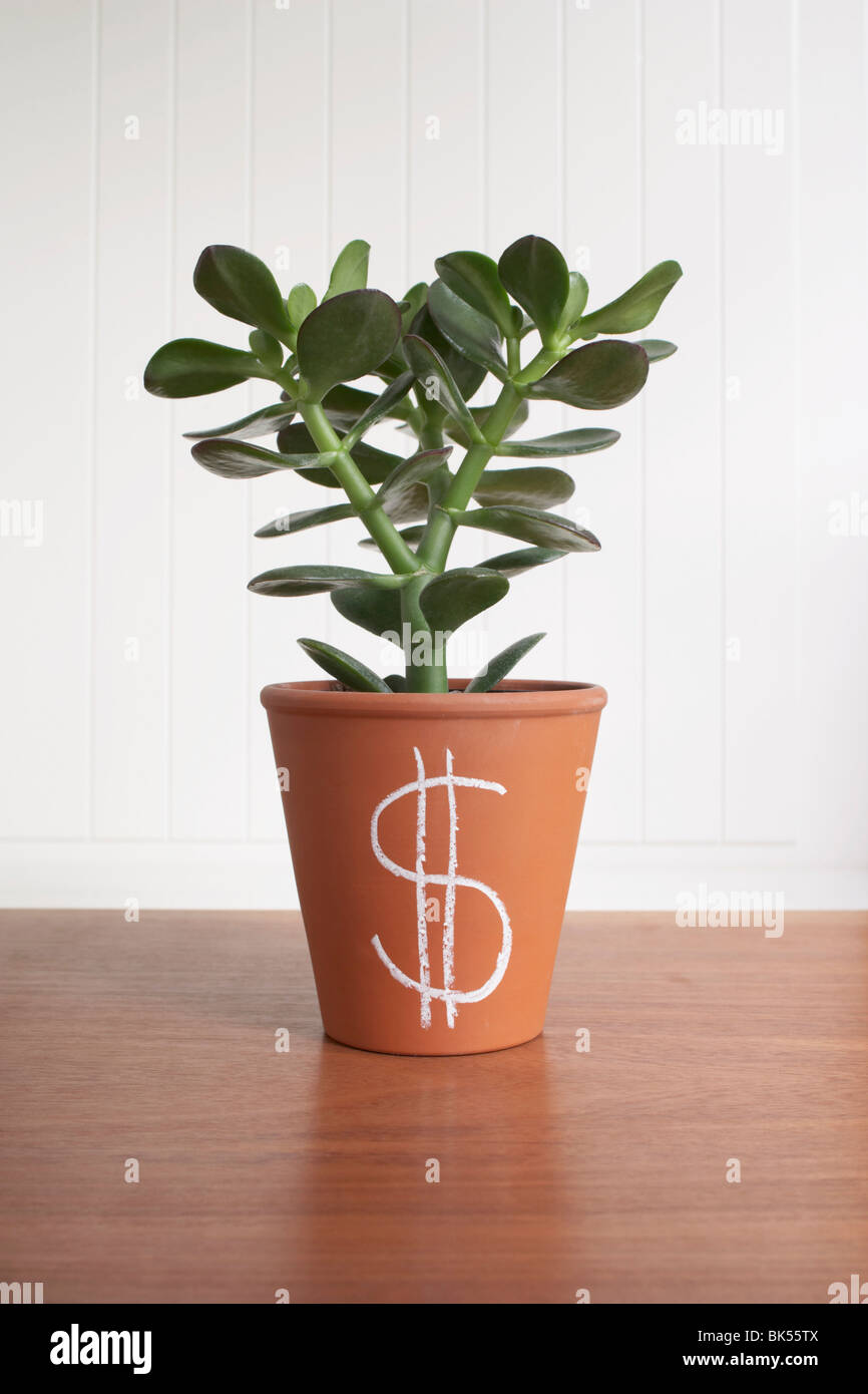 Dollar plant crassula hi-res stock photography and images - Alamy