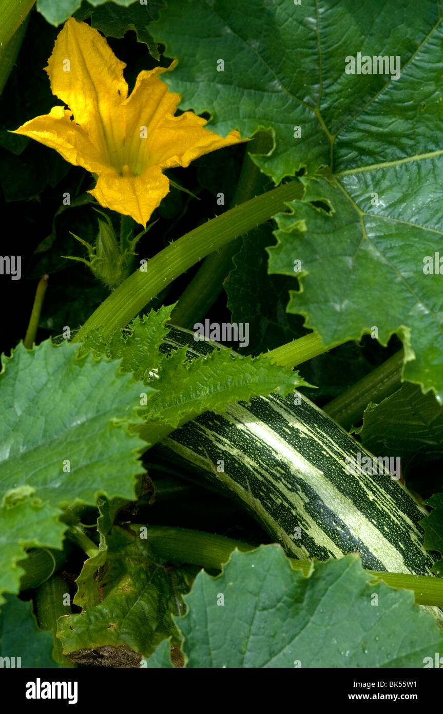 Planting courgette garden hi-res stock photography and images - Alamy