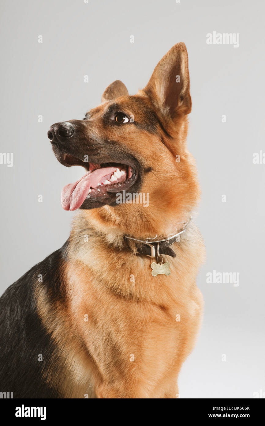 Portrait of Dog Stock Photo - Alamy