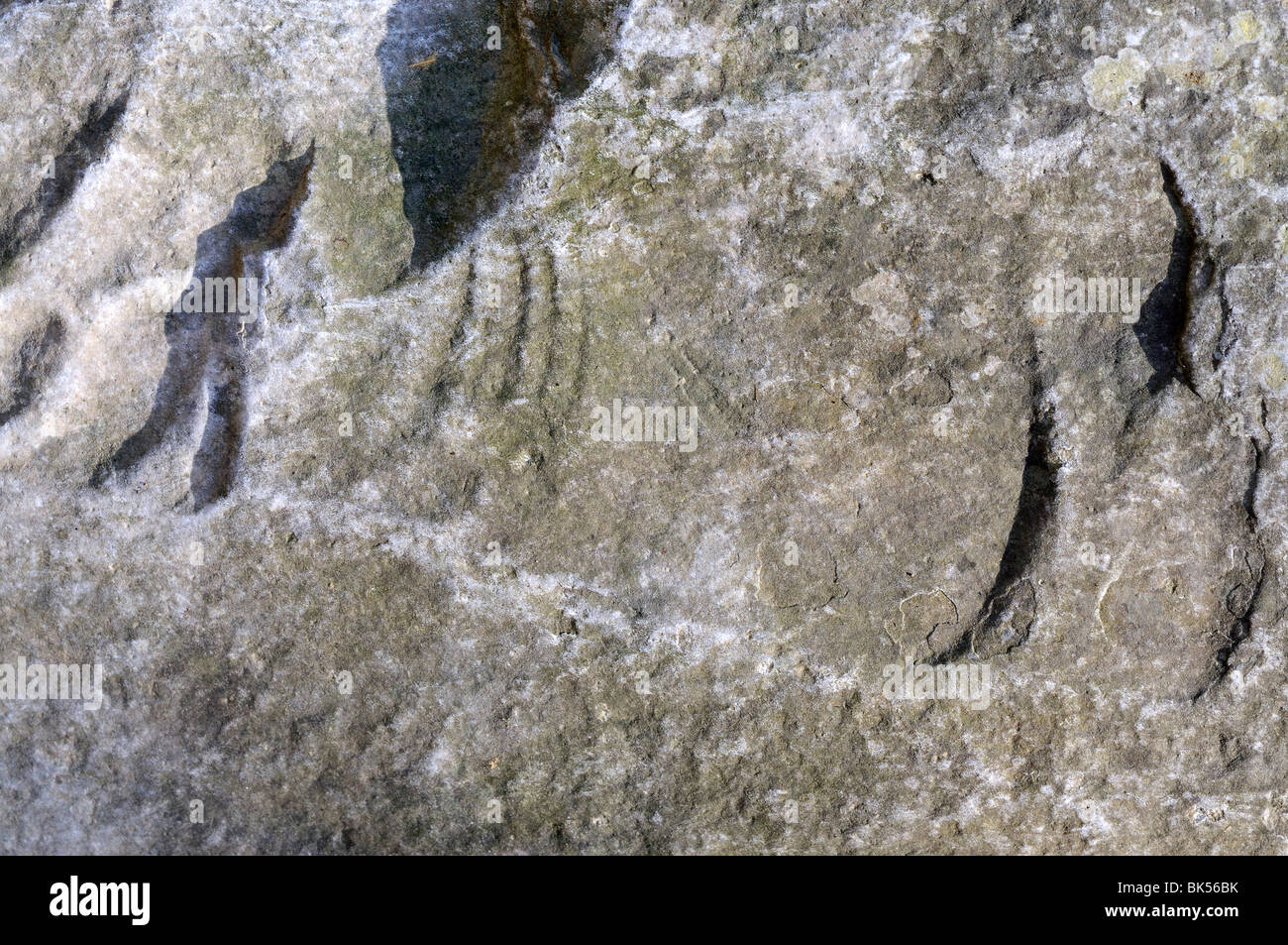 Texture and patterns in limestone Stock Photo - Alamy