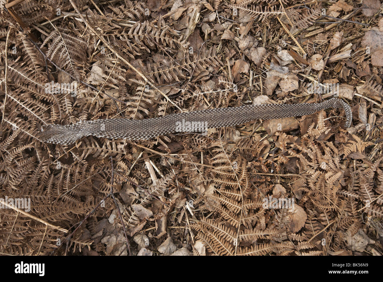 Adder, Vipera berus skin in bracken, Thorne Moor, UK Stock Photo - Alamy