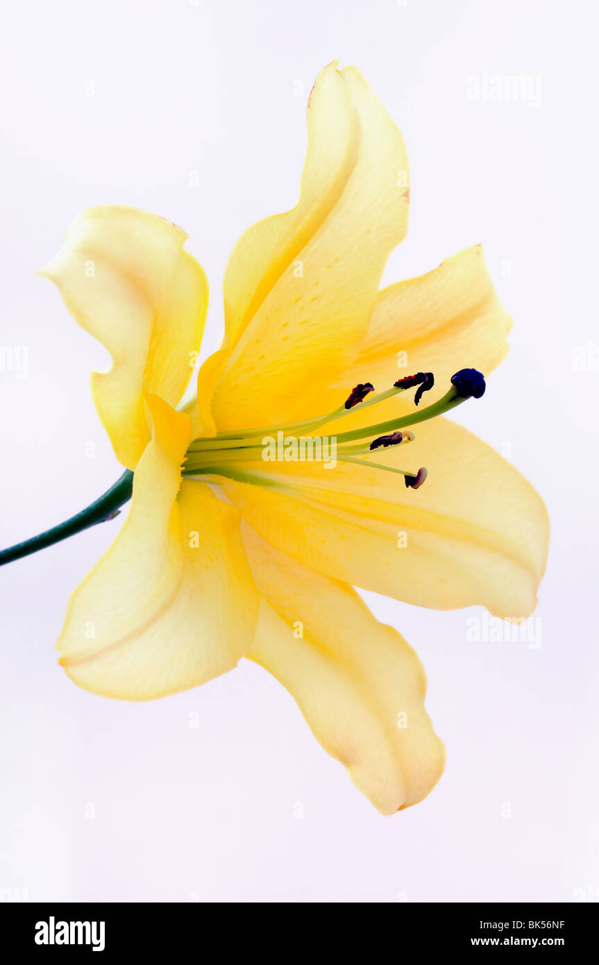 Yellow lilium flower head on white background Stock Photo - Alamy