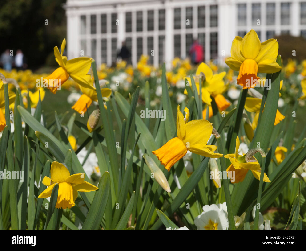 Spring flowers and daffodils in the formal gardens at Wollaton Hall ...